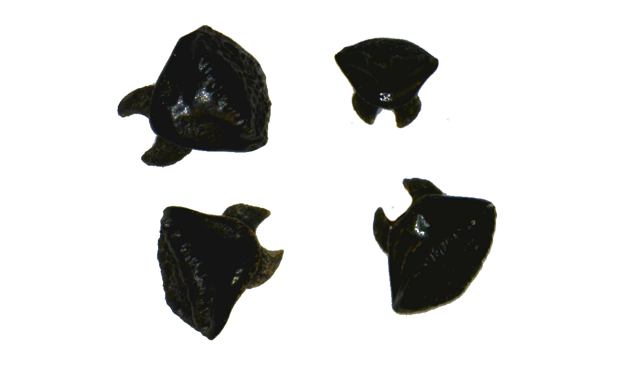 Dasyatis Sp. – M&M Fossils