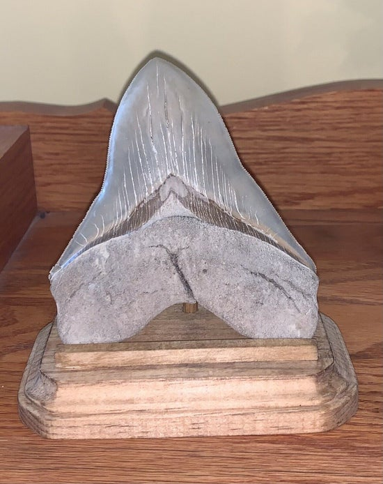 Fossil Display Stands – M&M Fossils