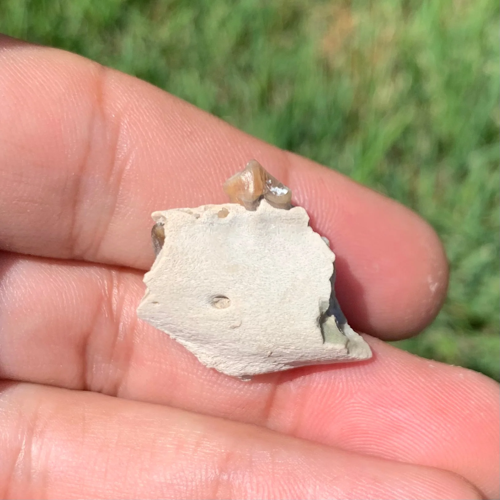 Fossil Oreodont Lower Jaw Section – M&M Fossils