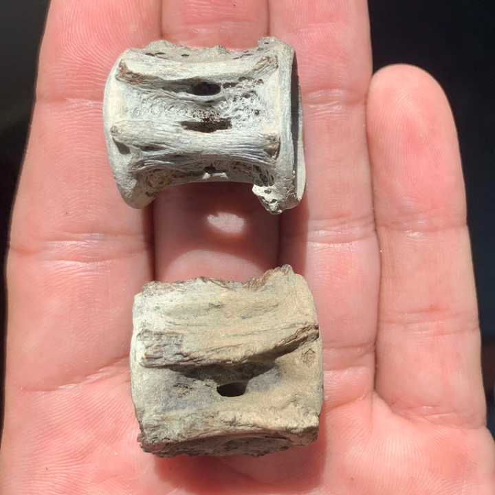 Tuna – M&M Fossils