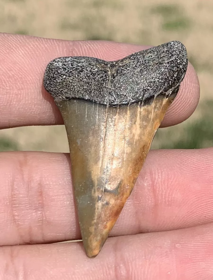 Carcharodon hastalis shark tooth for sale, mako – M&M Fossils
