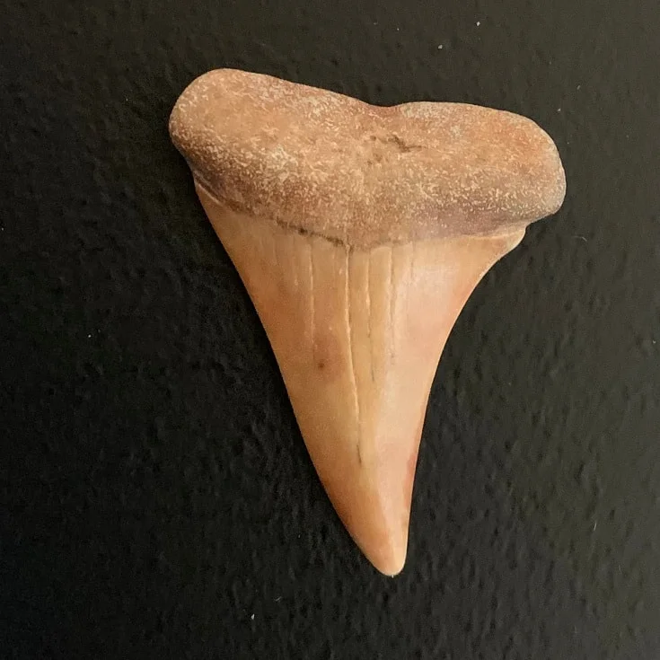 1.6" Carcharodon hastalis Shark Tooth – M&M Fossils
