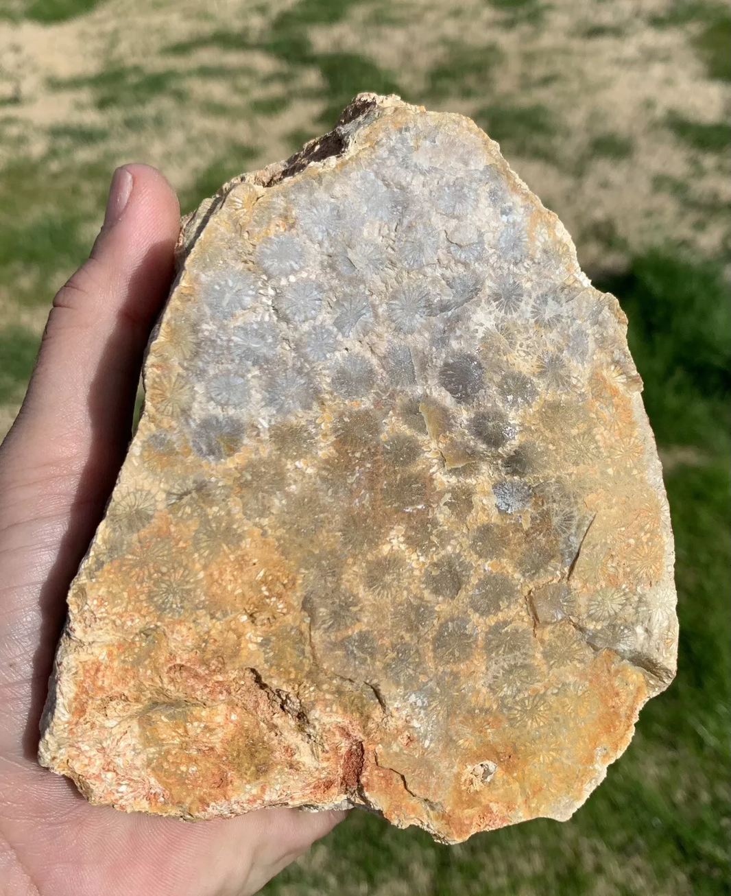 Invertebrate Fossils – M&M Fossils