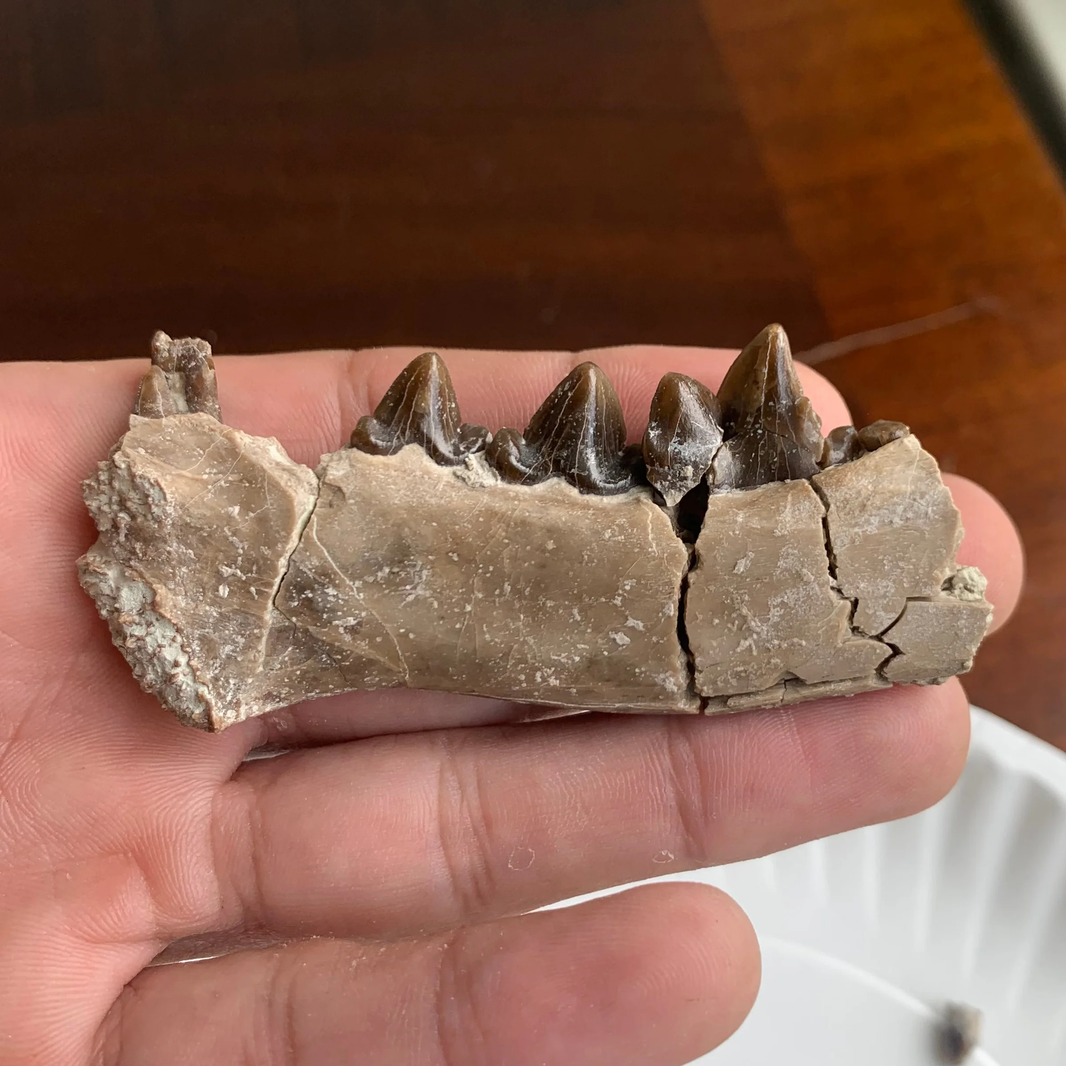 Saber Cat Fossils – M&M Fossils