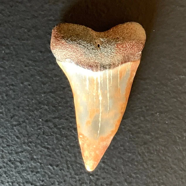 1.64" Carcharodon hastalis Shark Tooth – M&M Fossils