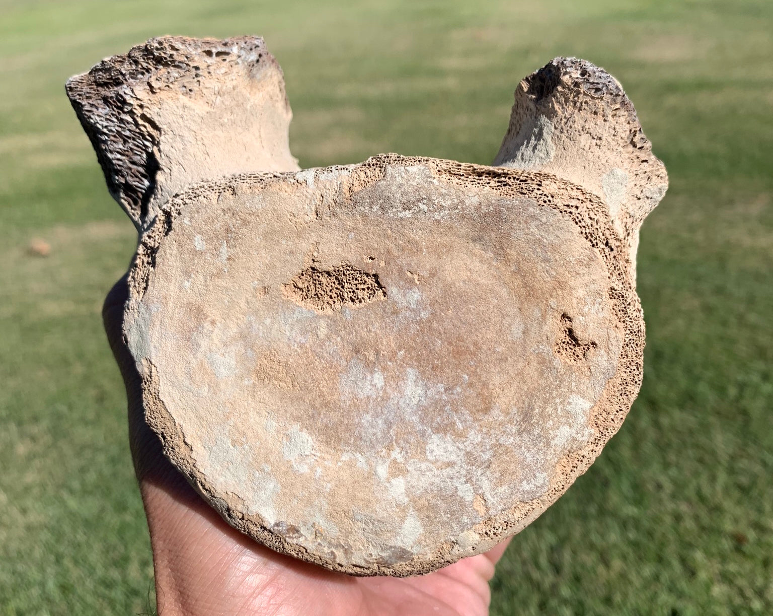 Fossil Whale Vertebra from the Miocene of Virginia – M&M Fossils