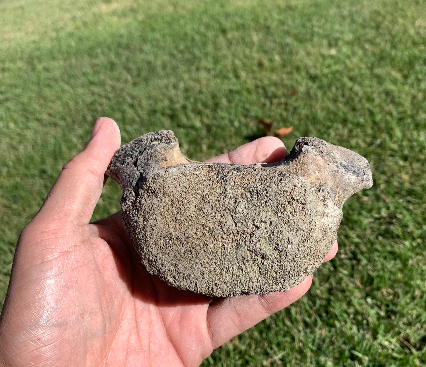 Fossil Whale Vertebra from the Miocene of Virginia – M&M Fossils