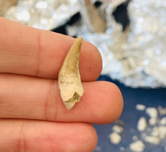 Dog Fossils – M&M Fossils